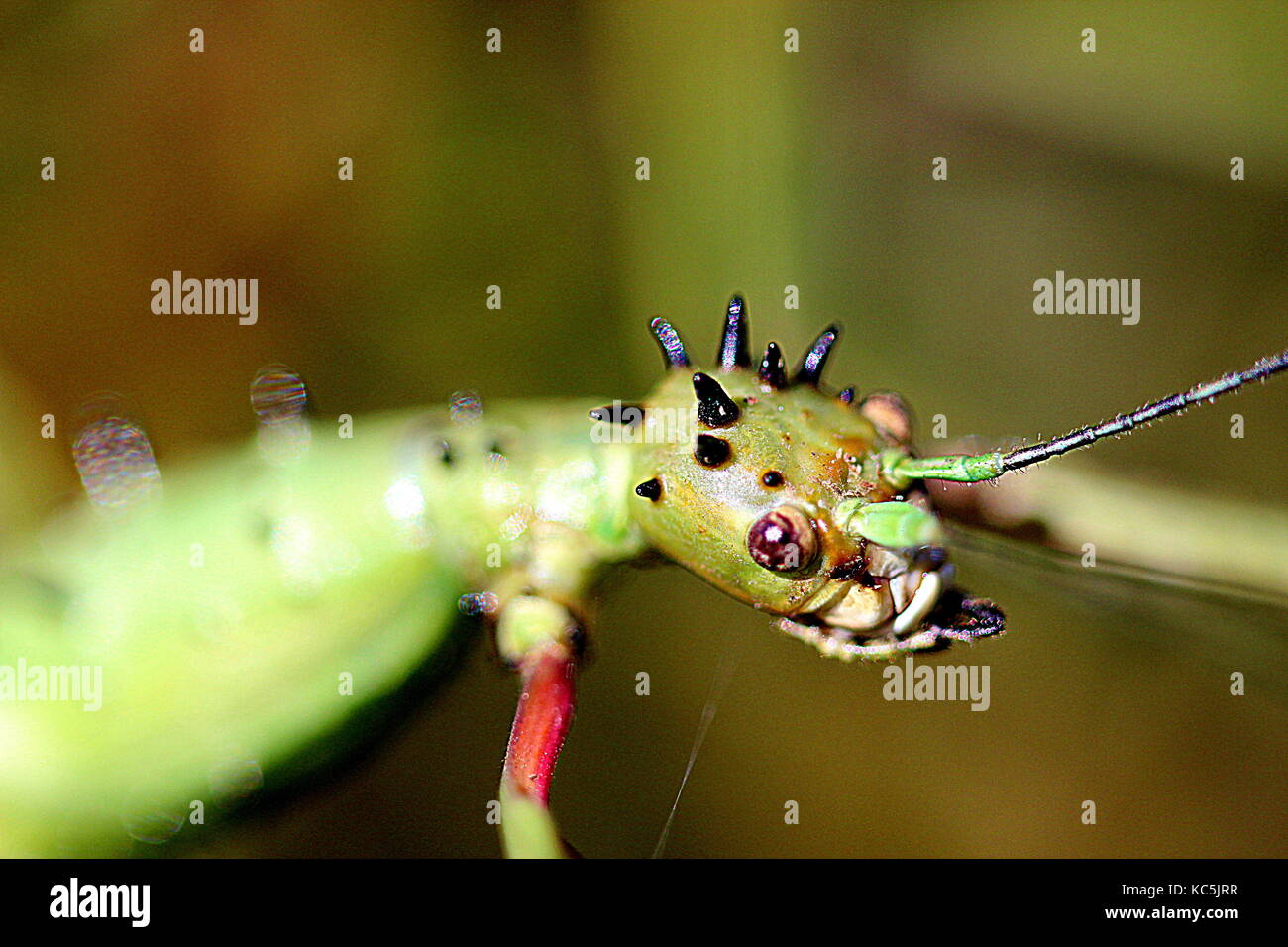 Stick insects hi-res stock photography and images - Alamy