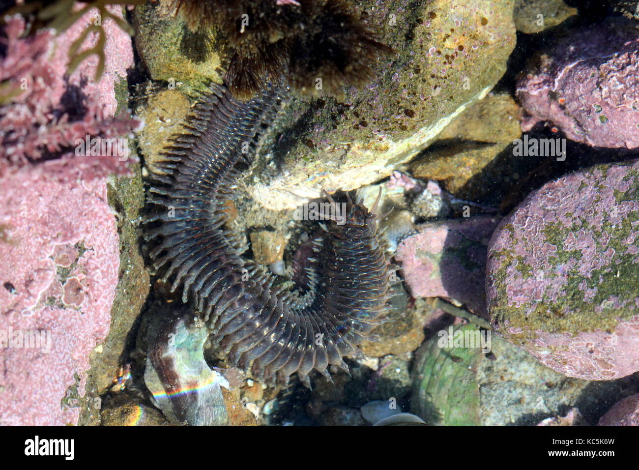 Polychaete worm hi-res stock photography and images - Alamy