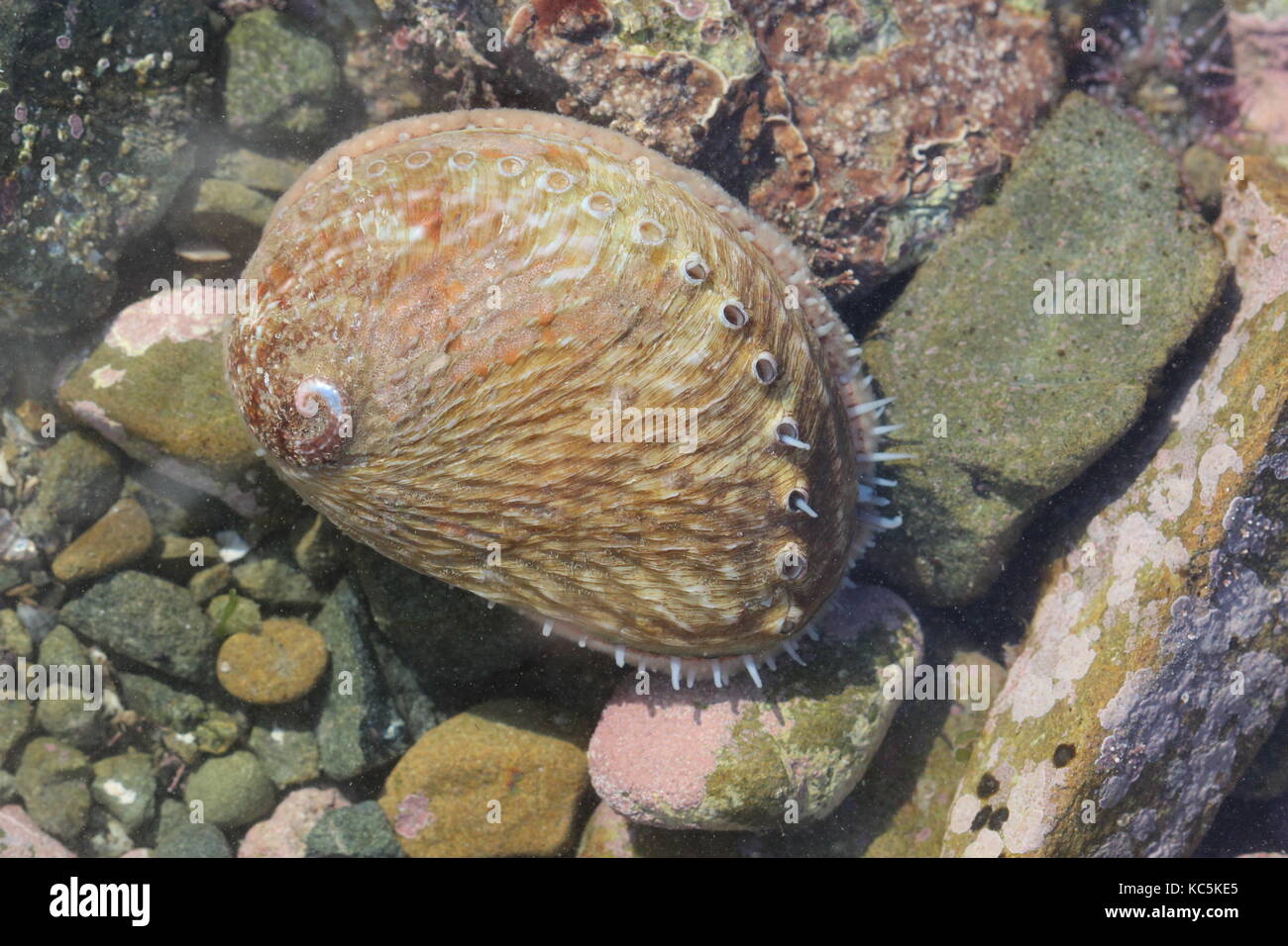 Paua Stock Photos & Paua Stock Images - Alamy