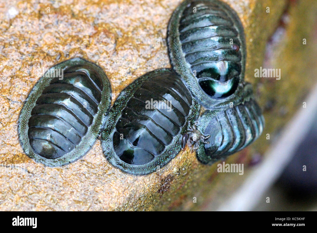 Chitons mollusks hi-res stock photography and images - Alamy