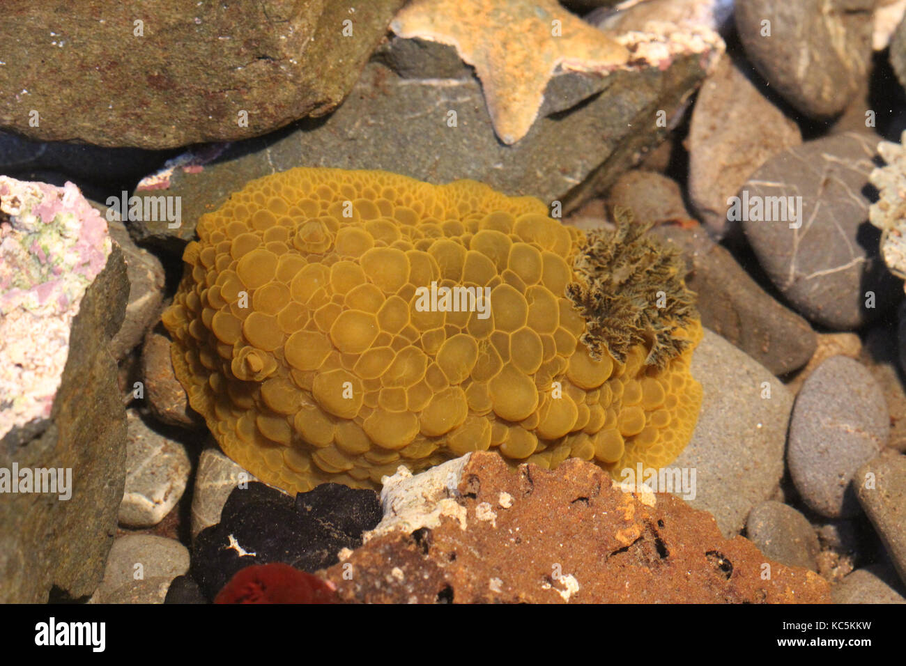 Sea slug, Archidoris Stock Photo - Alamy