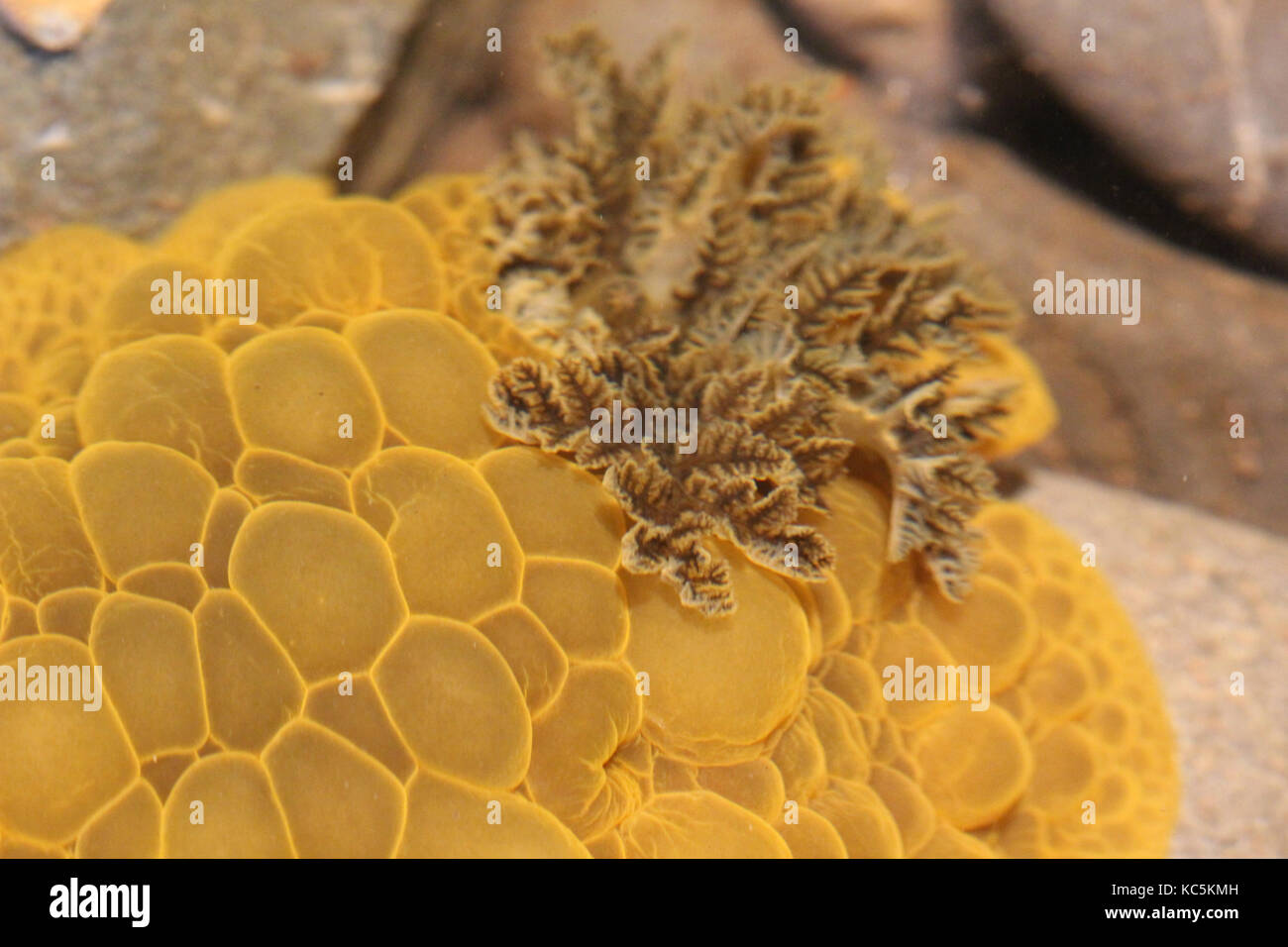 Sea slug, Archidoris Stock Photo - Alamy