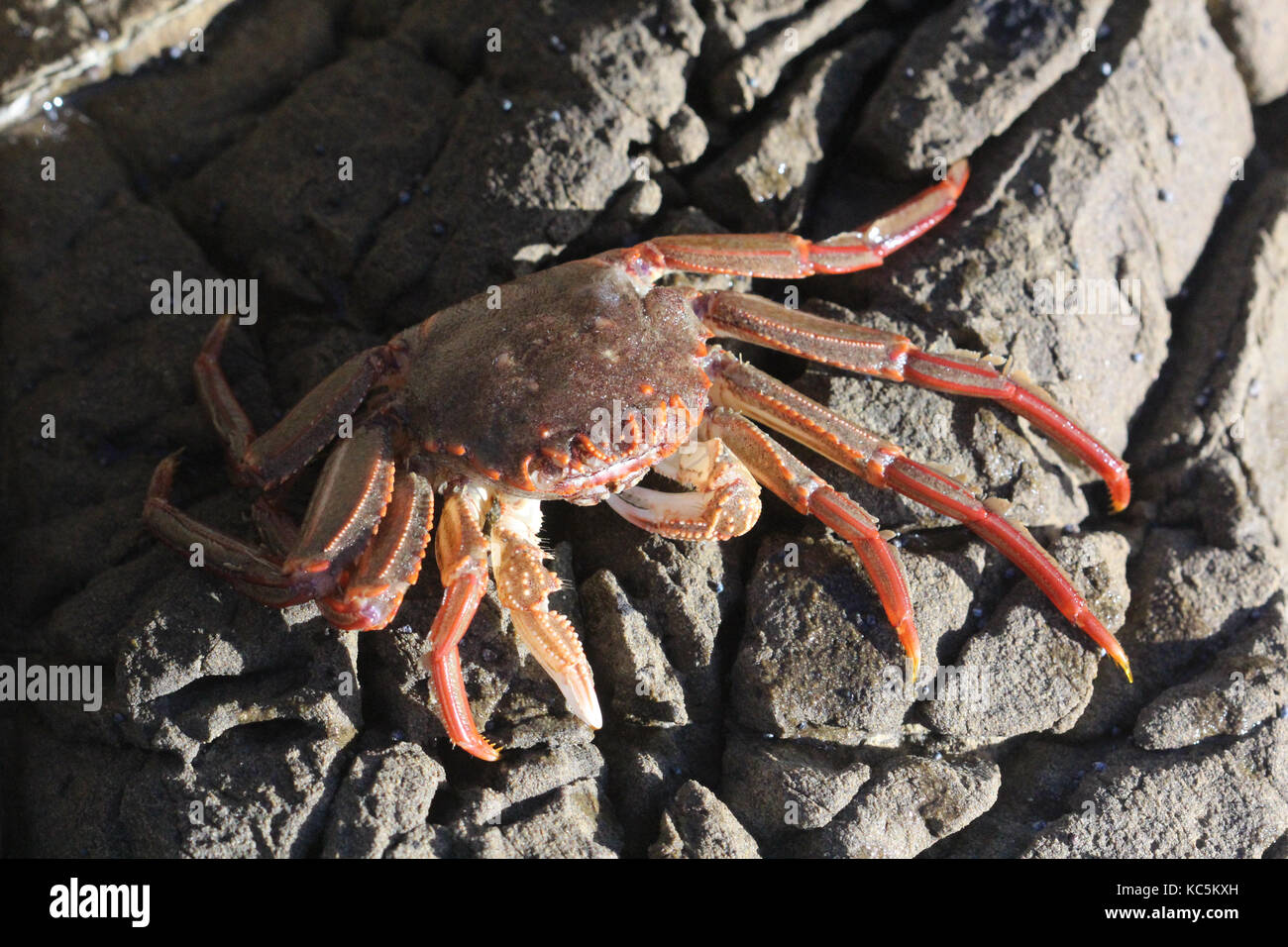 Red rock crab Stock Photo - Alamy