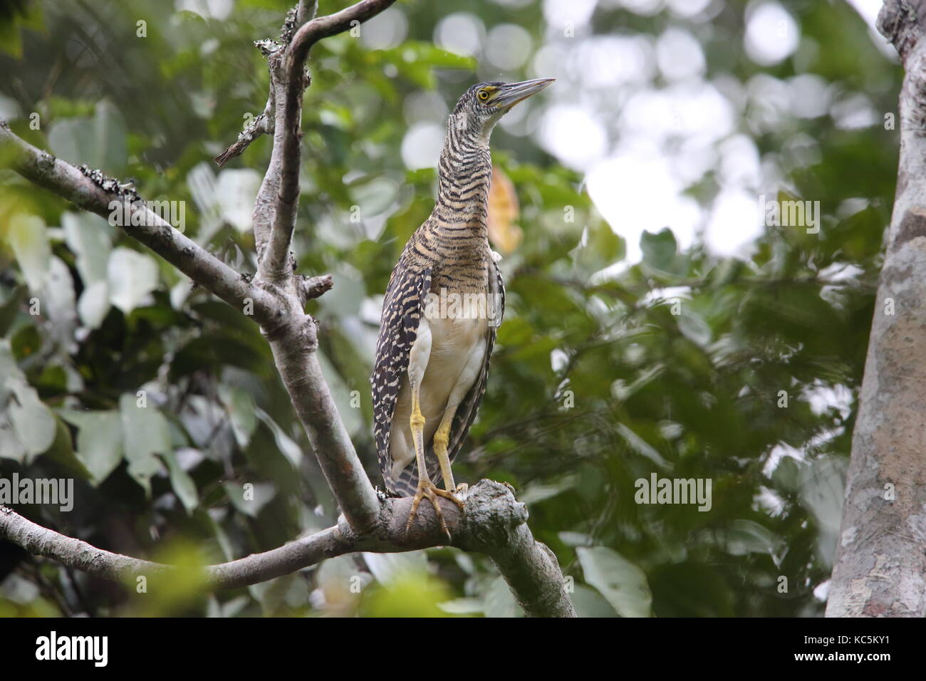 Forest bittern (Zonerodius heliosylus) in Varirata National Park, Papua ...