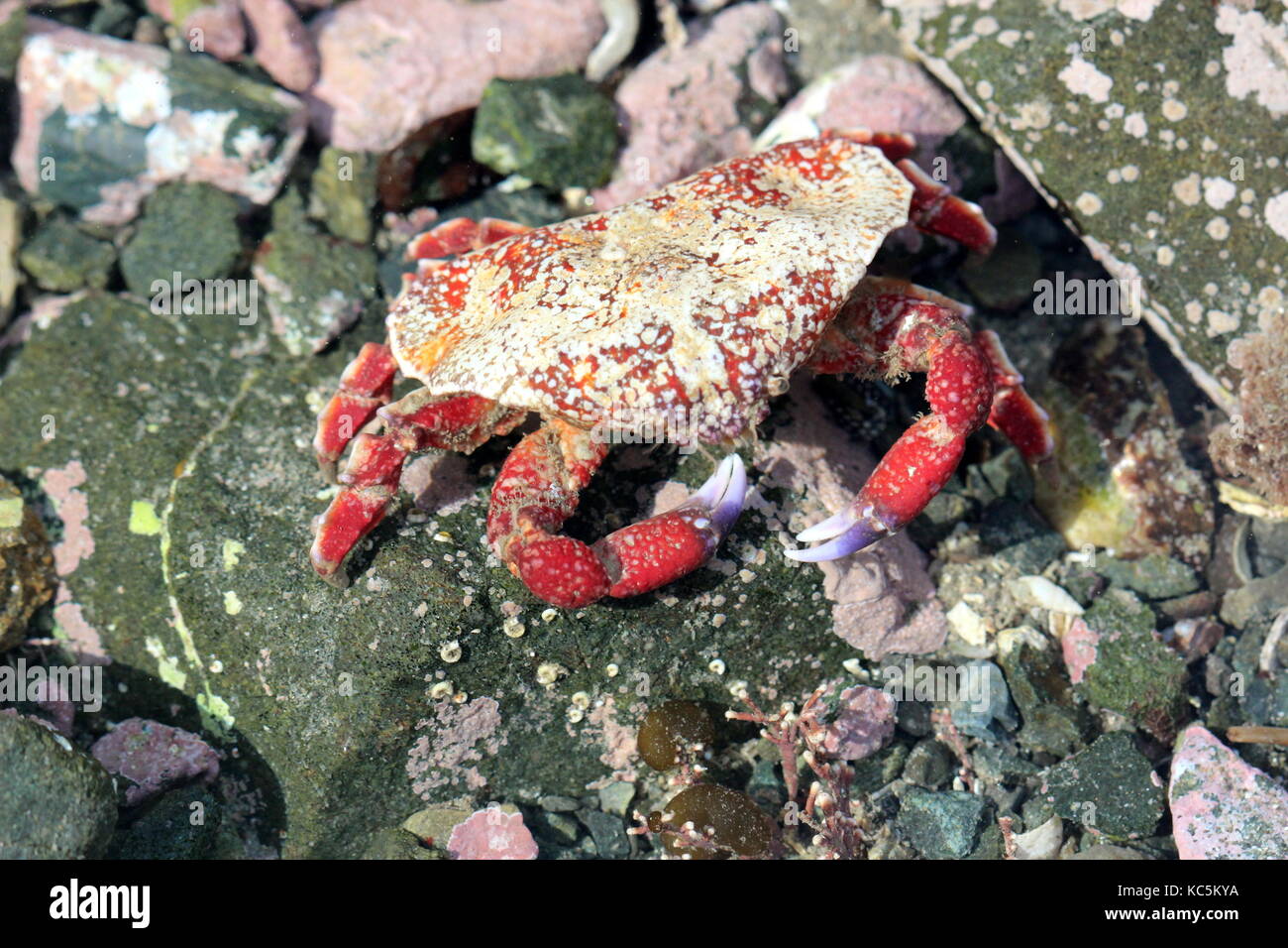 Jellyfish crab hi-res stock photography and images - Alamy