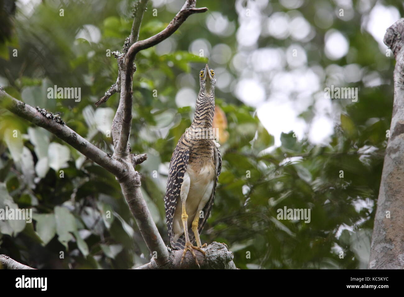 Forest bittern (Zonerodius heliosylus) in Varirata National Park, Papua ...