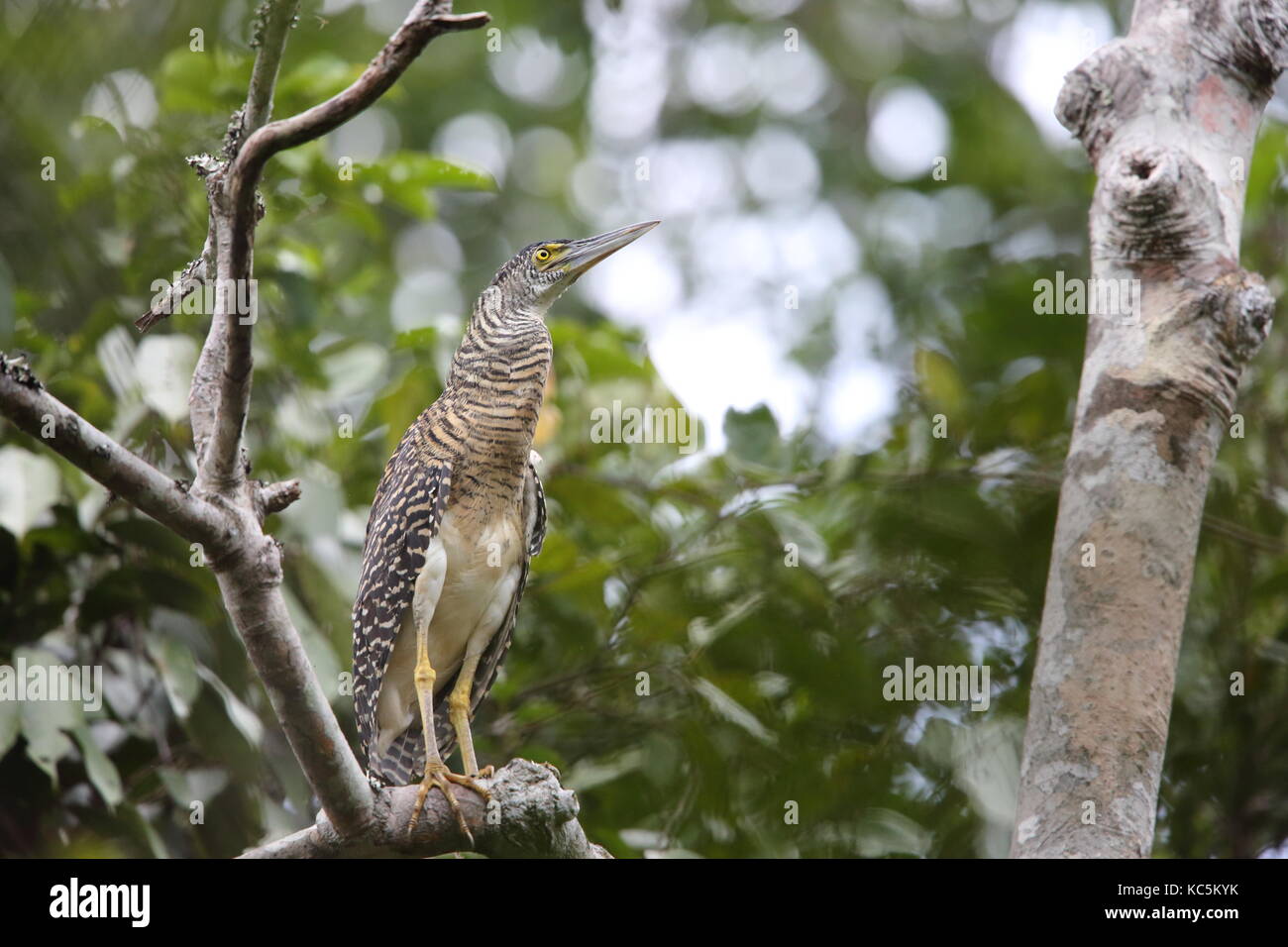 Forest bittern (Zonerodius heliosylus) in Varirata National Park, Papua ...