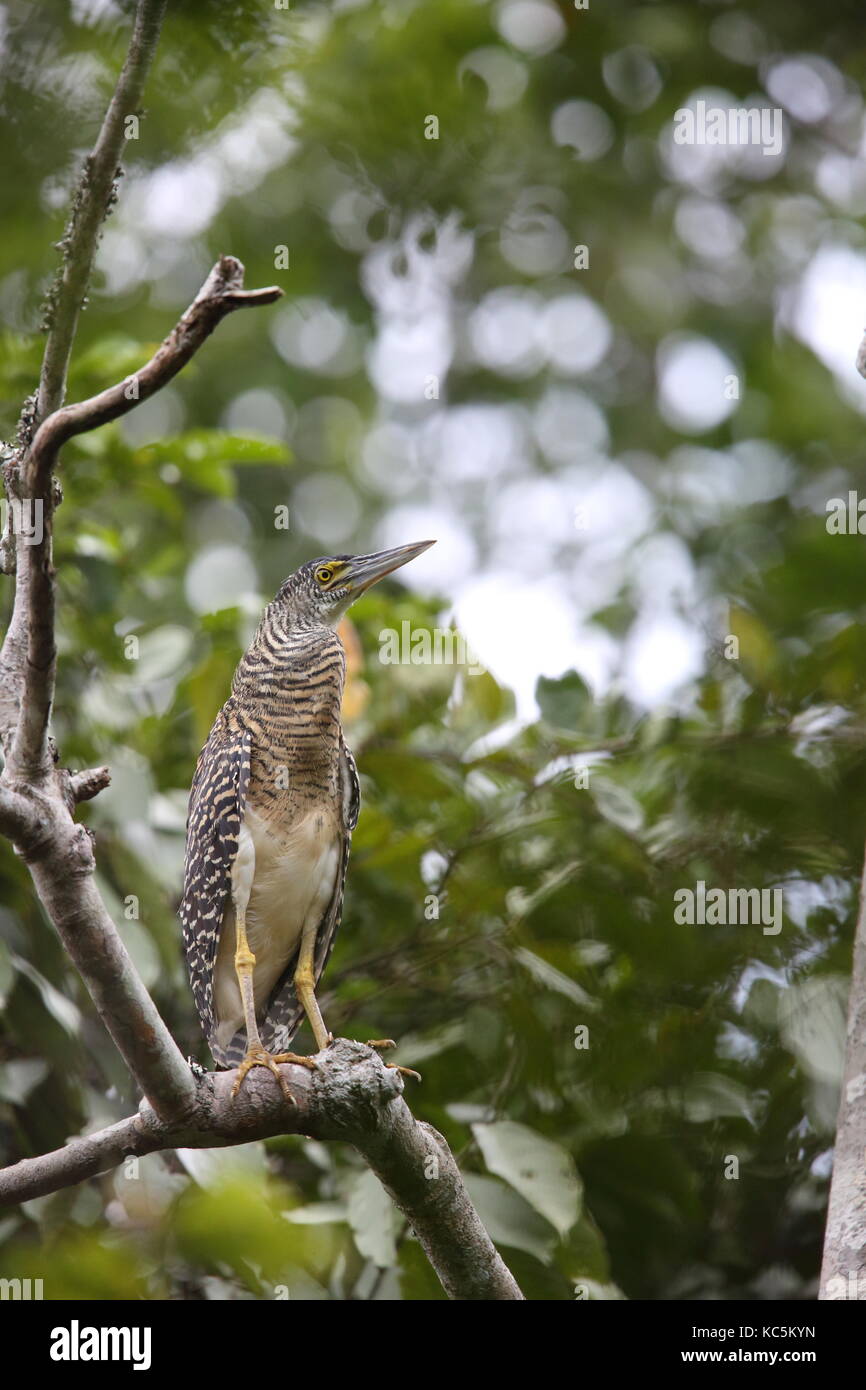 Forest bittern (Zonerodius heliosylus) in Varirata National Park, Papua ...