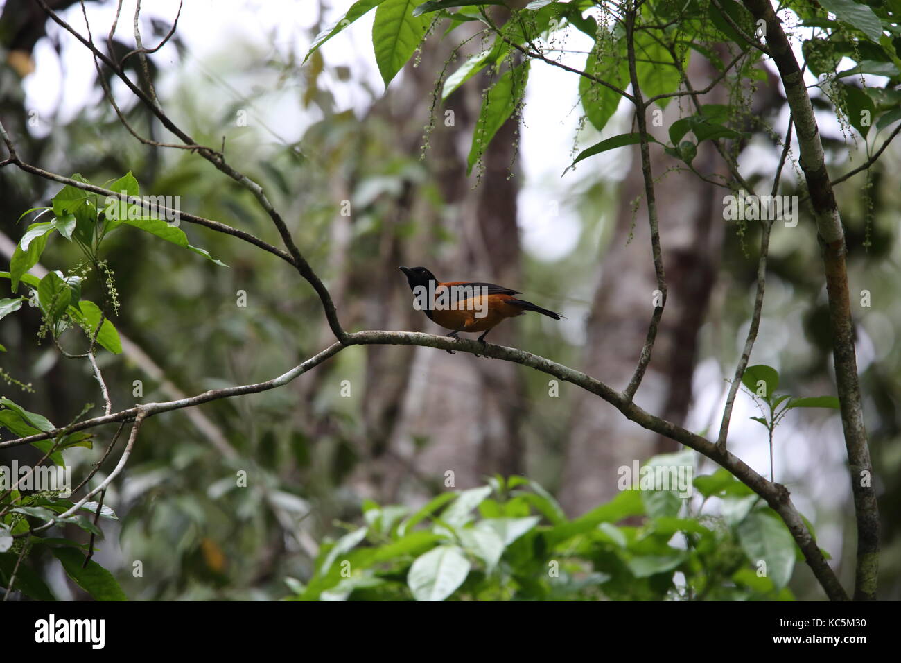 Hooded pitohui (Pitohui dichrous) in Varirata National Park, Papua New ...