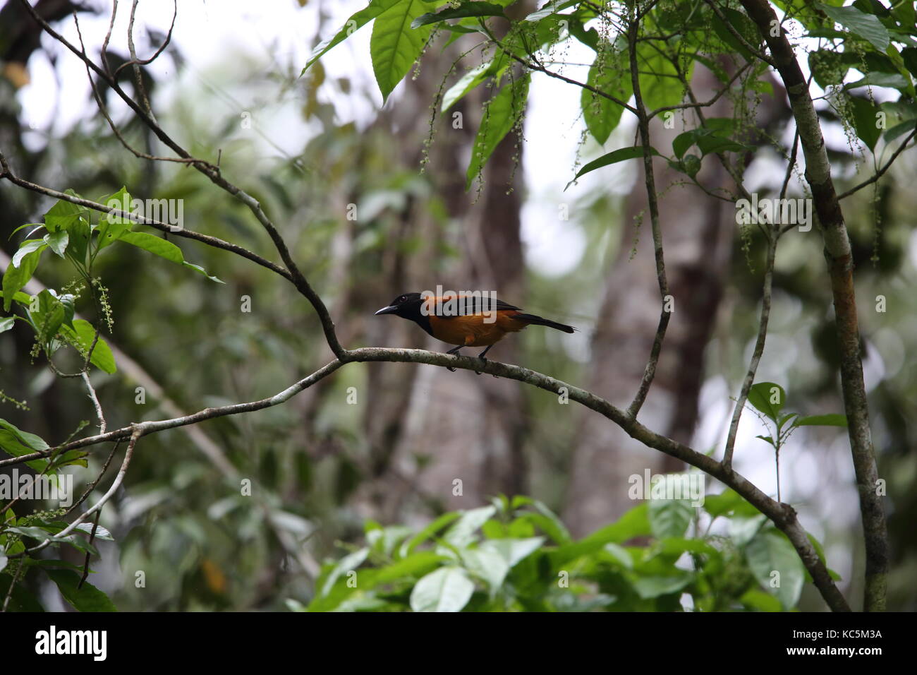 Pitohui hi-res stock photography and images - Alamy