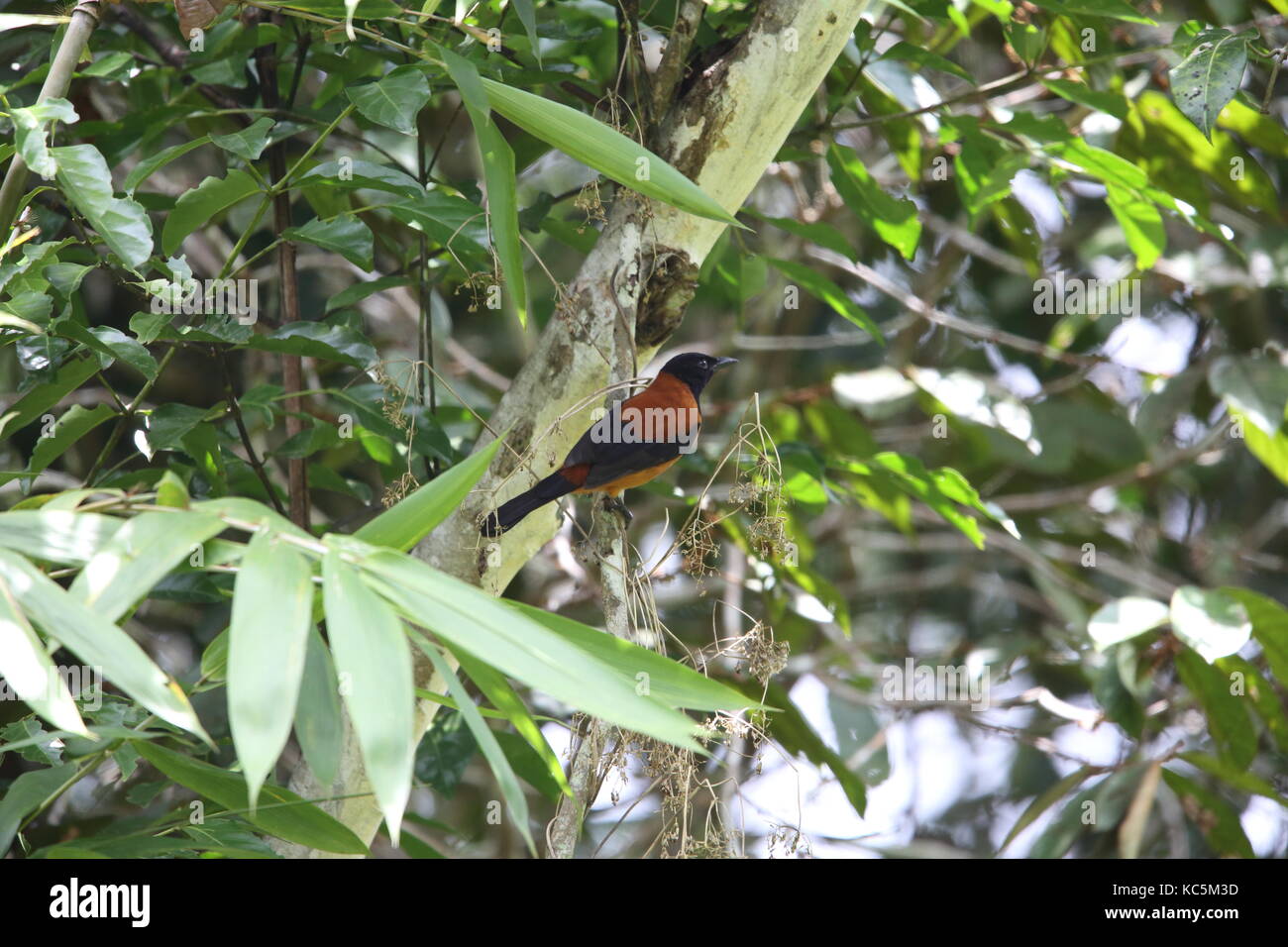 Hooded pitohui (Pitohui dichrous) in Varirata National Park, Papua New ...