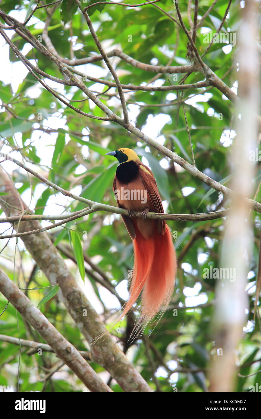 Raggiana Bird-of-paradise (Paradisaea raggiana) in Varirata National ...