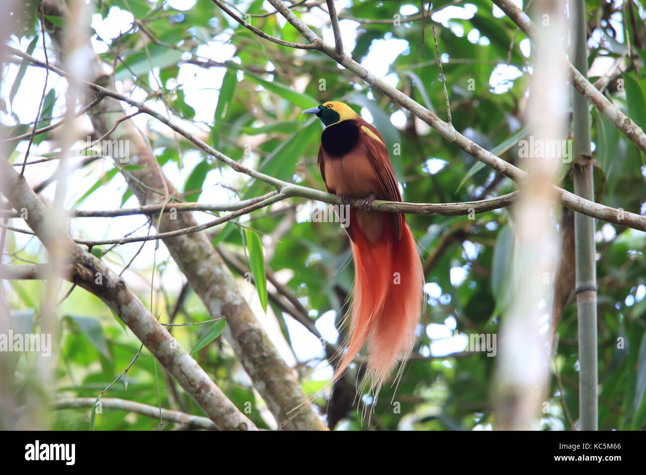Raggiana Bird-of-paradise (Paradisaea raggiana) in Varirata National ...