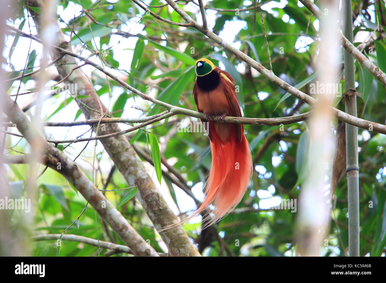 Raggiana Bird-of-paradise (Paradisaea raggiana) in Varirata National ...