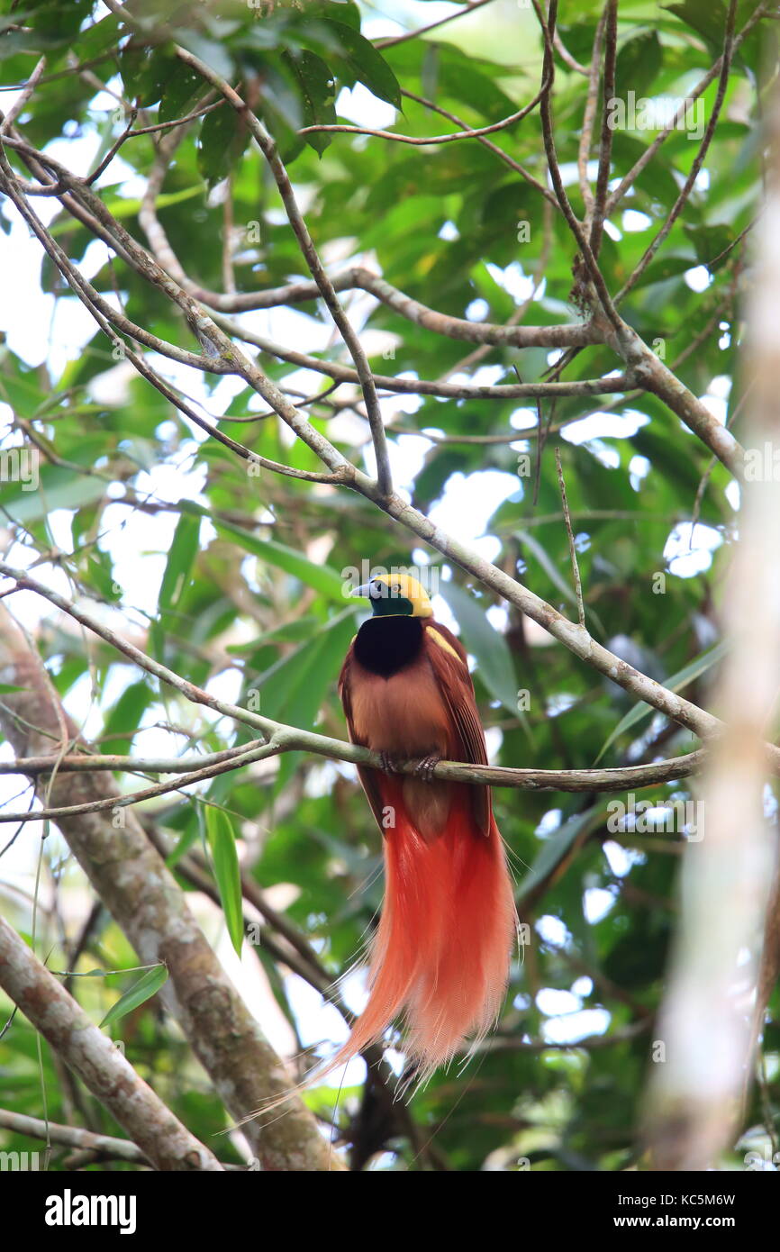 Raggiana Bird-of-paradise (Paradisaea raggiana) in Varirata National ...