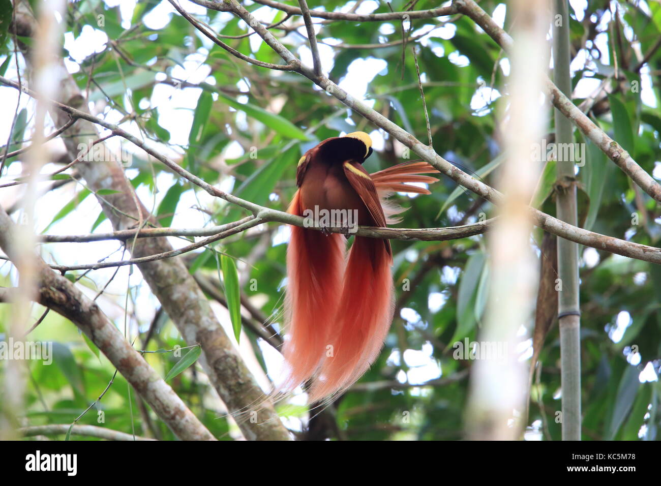 Raggiana Bird-of-paradise (Paradisaea raggiana) in Varirata National ...