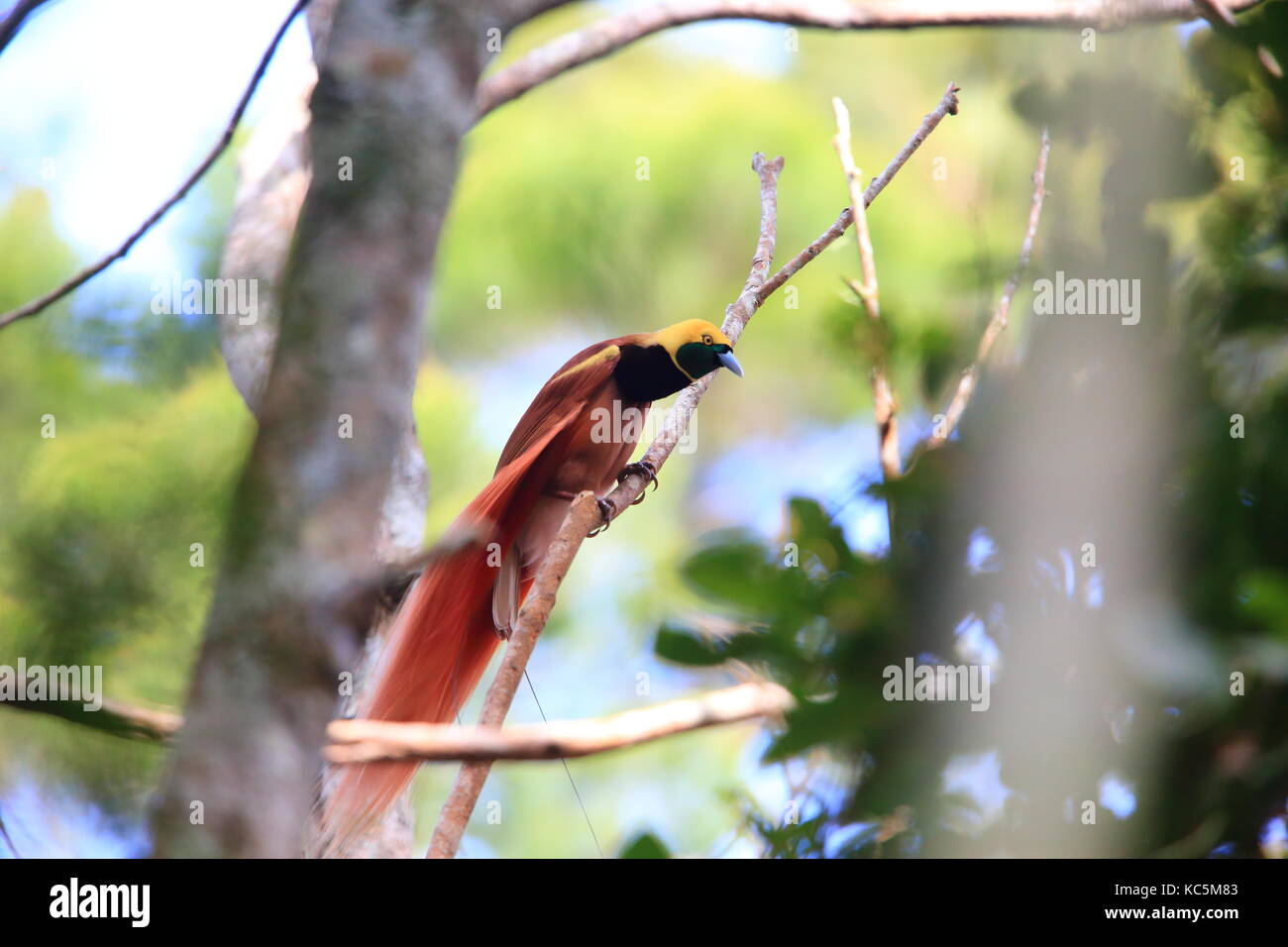 Raggiana Bird-of-paradise (Paradisaea raggiana) in Varirata National ...