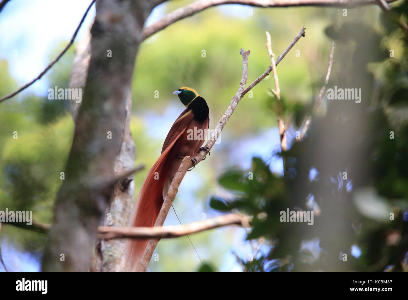 Raggiana Bird-of-paradise (Paradisaea raggiana) in Varirata National ...