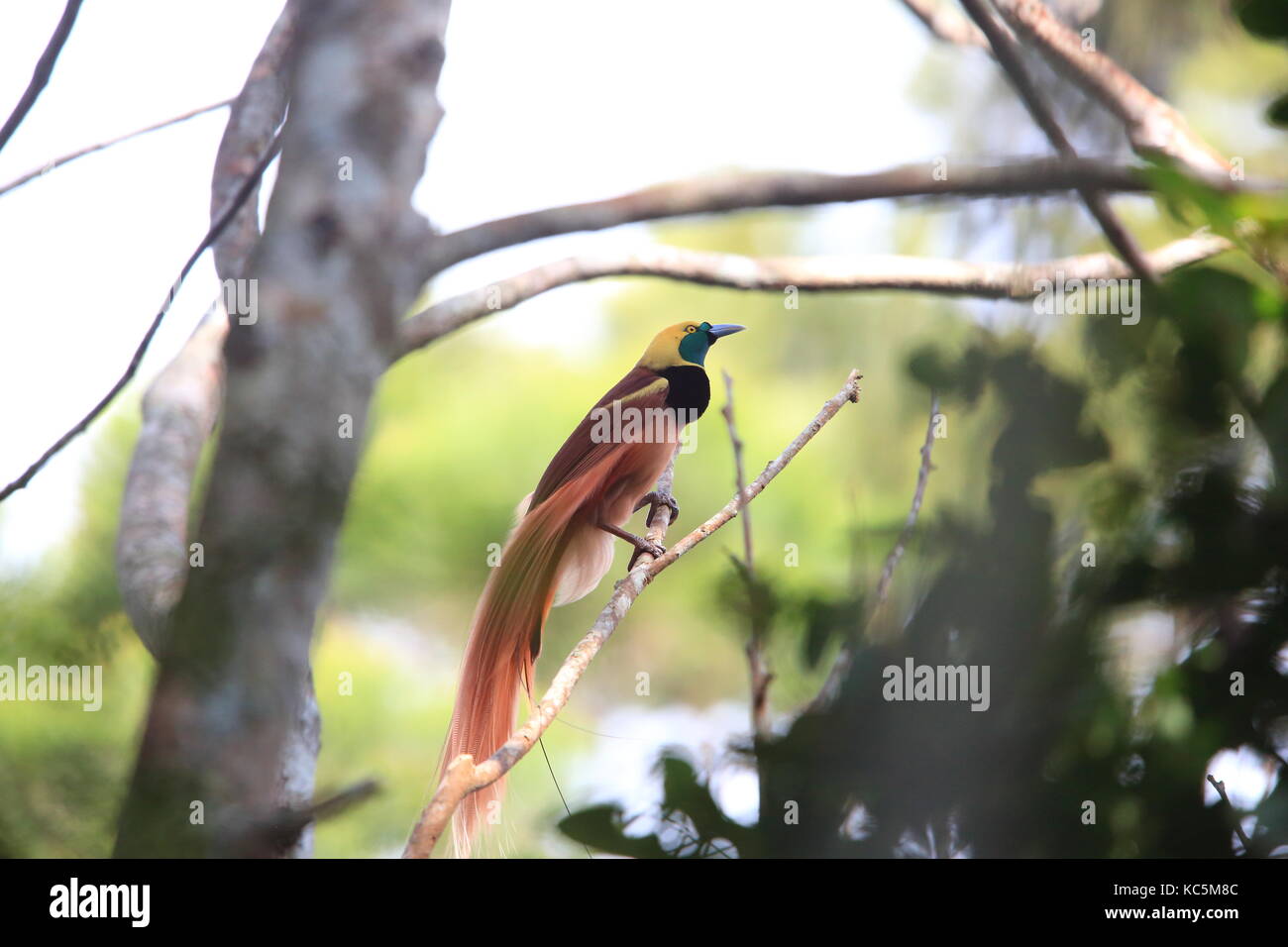 Raggiana Bird-of-paradise (Paradisaea raggiana) in Varirata National ...