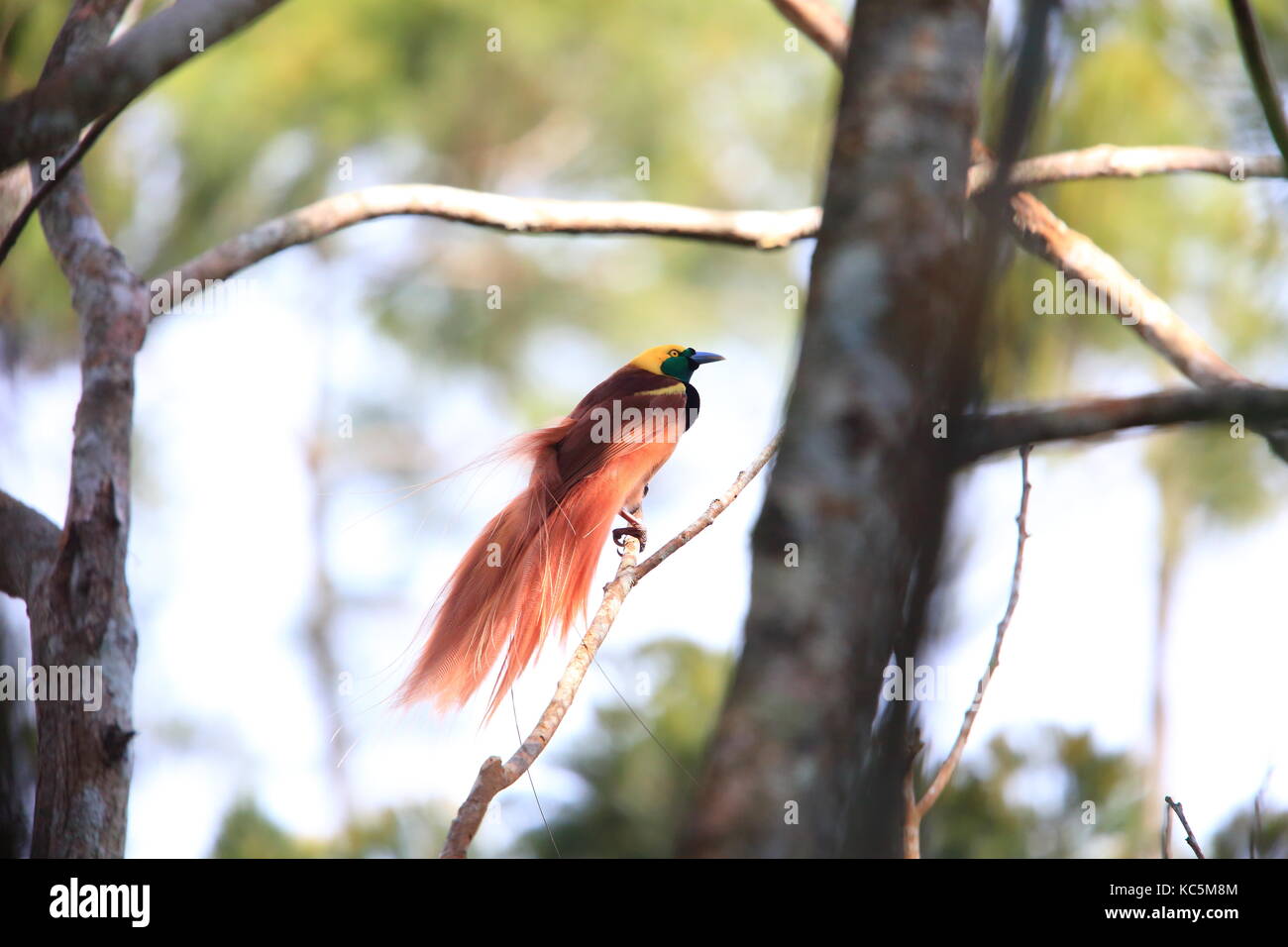 Raggiana Bird-of-paradise (Paradisaea raggiana) in Varirata National ...