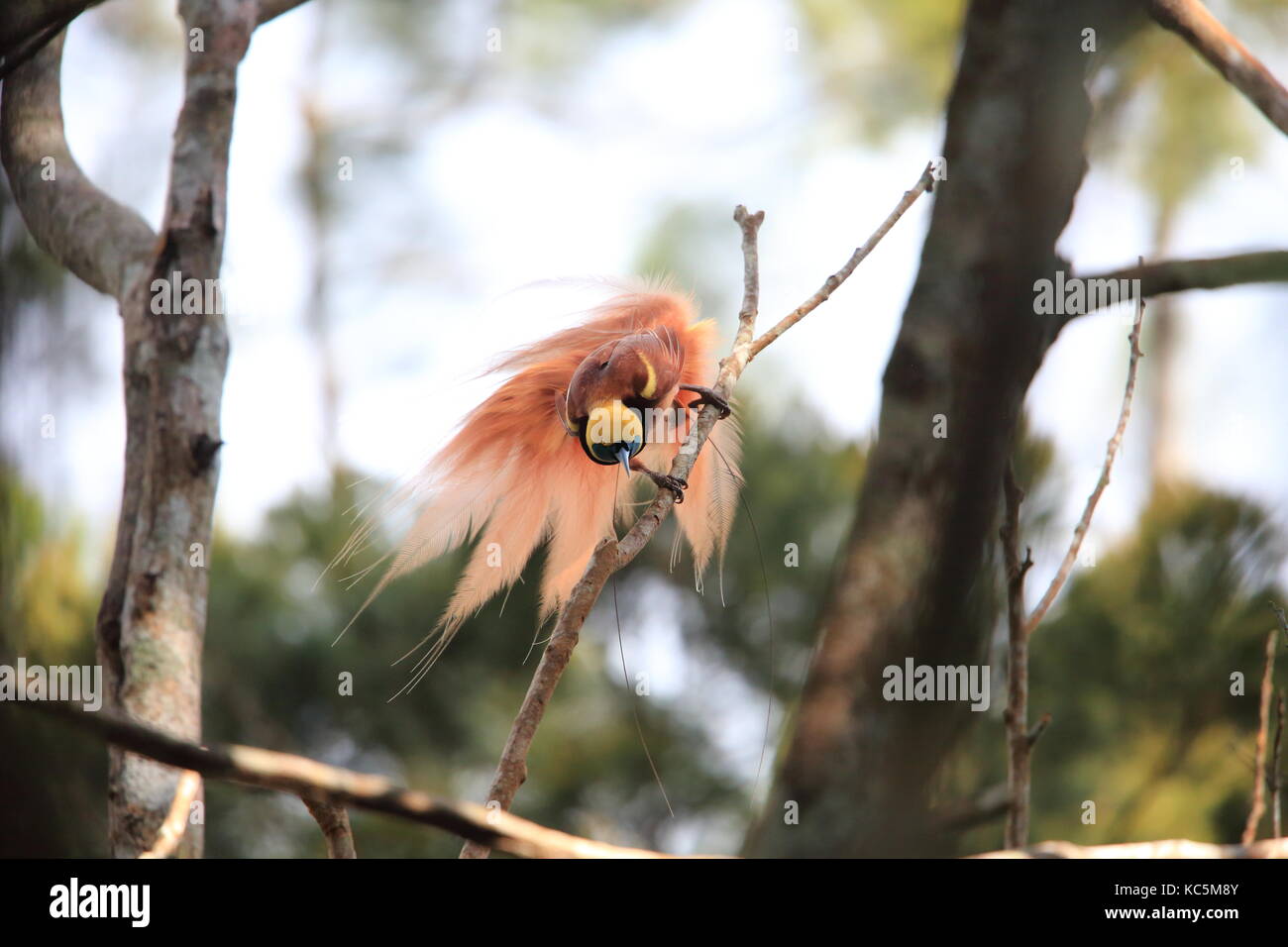 Raggiana Bird-of-paradise (Paradisaea raggiana) in Varirata National ...