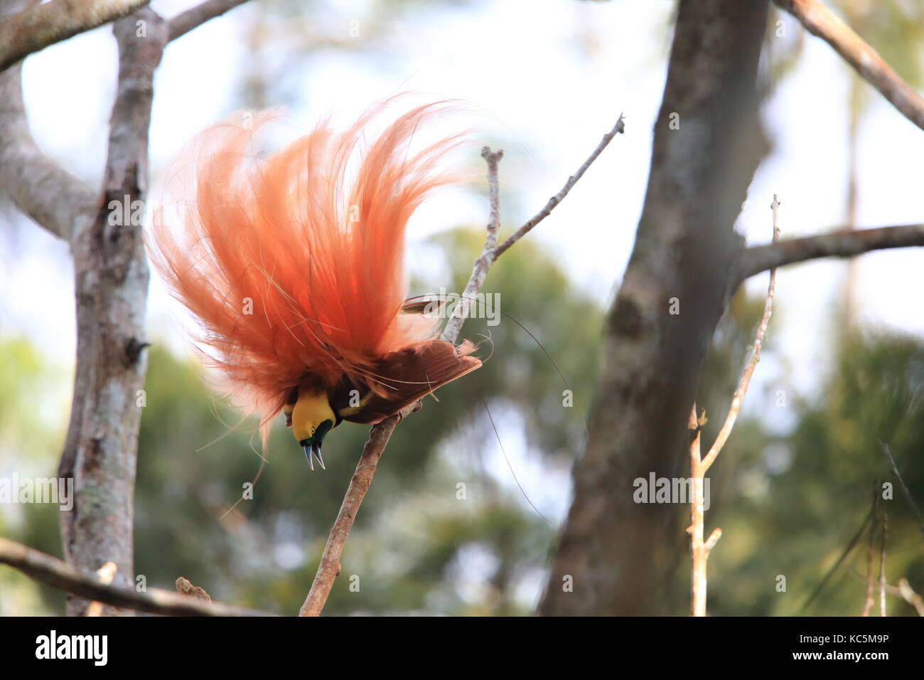 Raggiana Bird-of-paradise (Paradisaea raggiana) in Varirata National ...