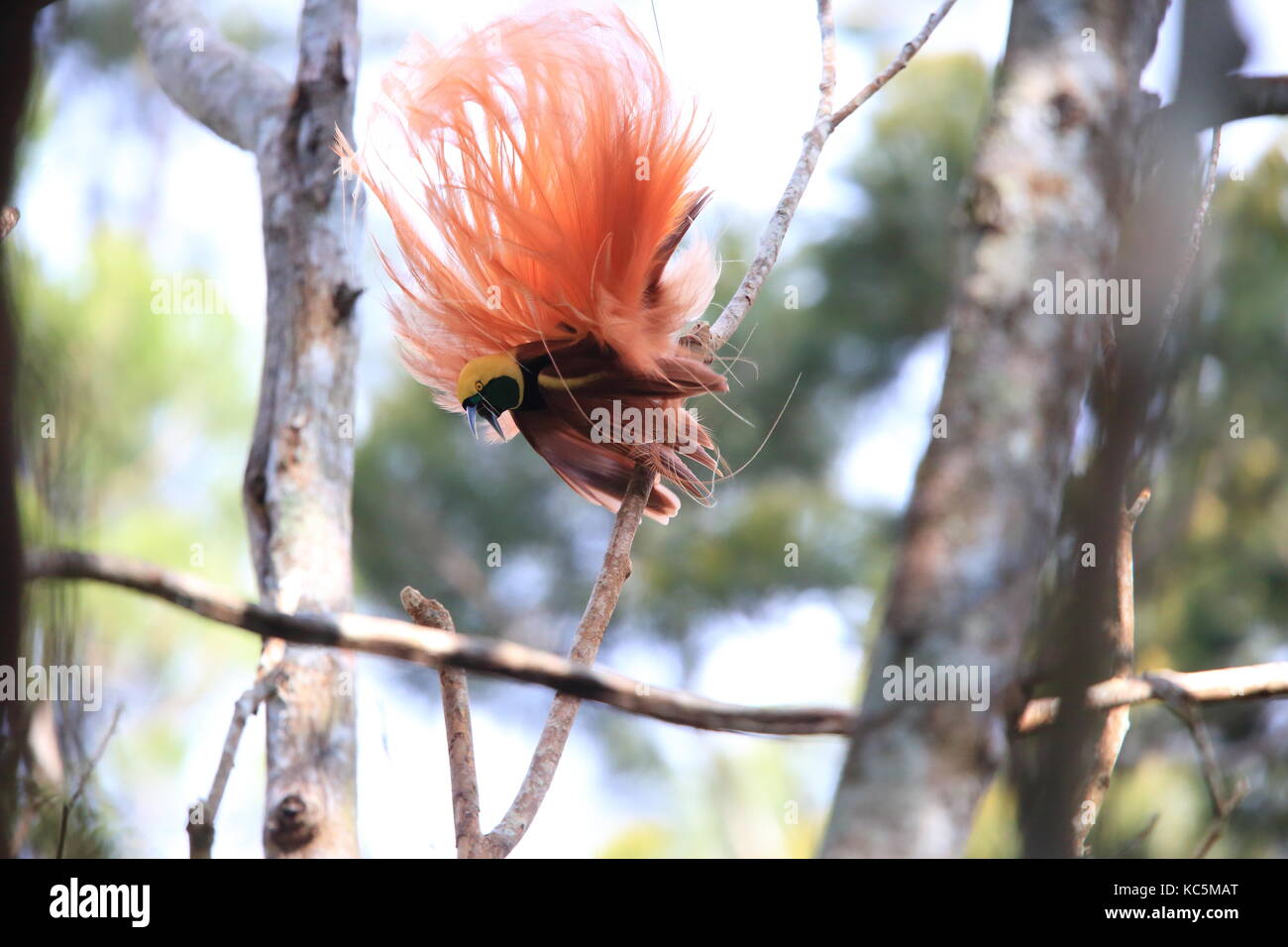 Raggiana Bird-of-paradise (Paradisaea raggiana) in Varirata National ...