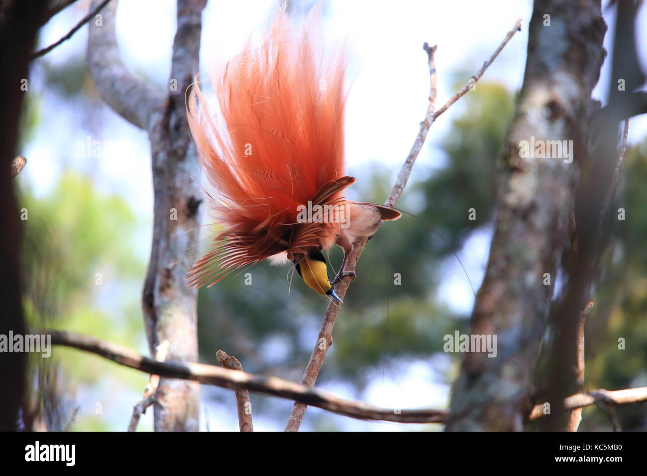 Raggiana Bird-of-paradise (Paradisaea raggiana) in Varirata National ...