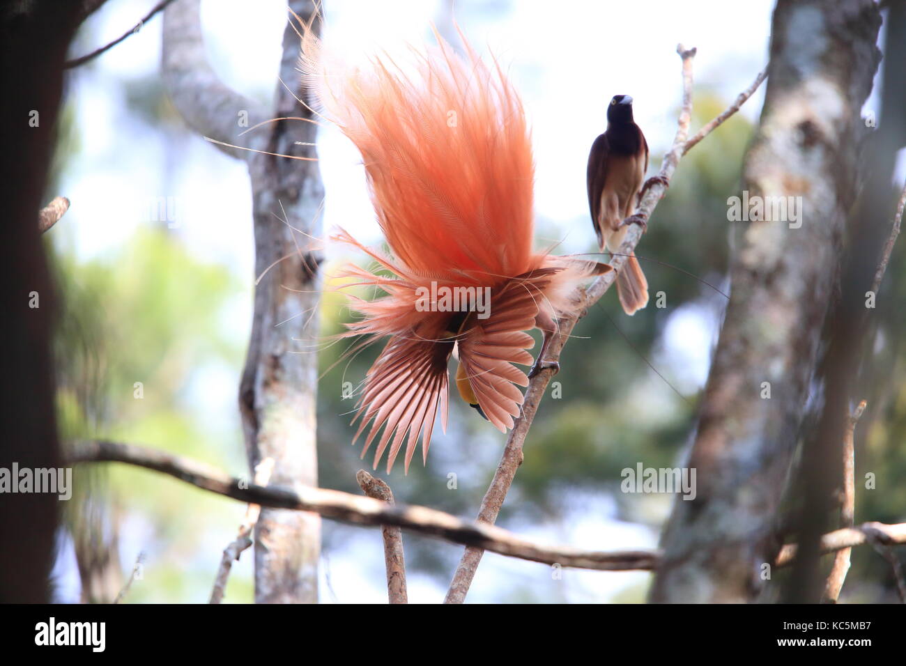Raggiana Bird-of-paradise (Paradisaea raggiana) in Varirata National ...