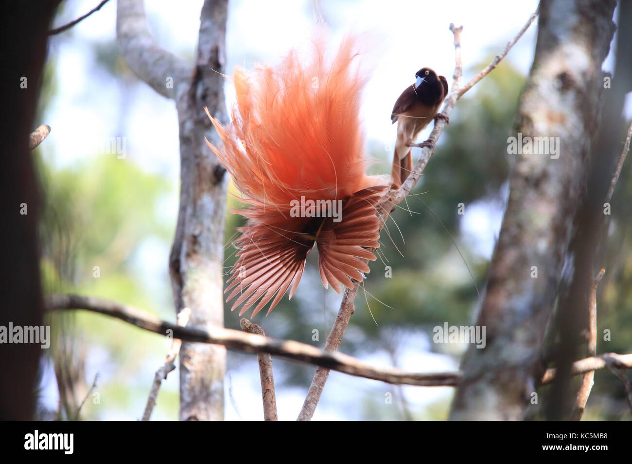 Raggiana Bird-of-paradise (Paradisaea raggiana) in Varirata National ...