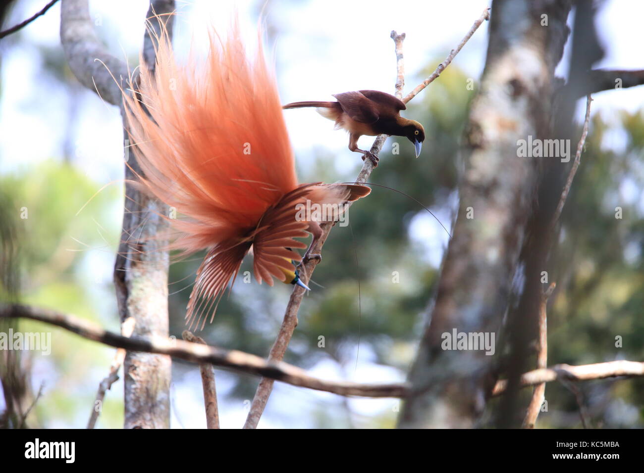 Raggiana Bird-of-paradise (Paradisaea raggiana) in Varirata National ...