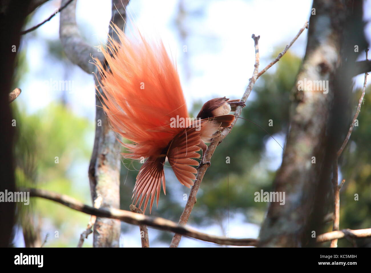Raggiana Bird-of-paradise (Paradisaea raggiana) in Varirata National ...