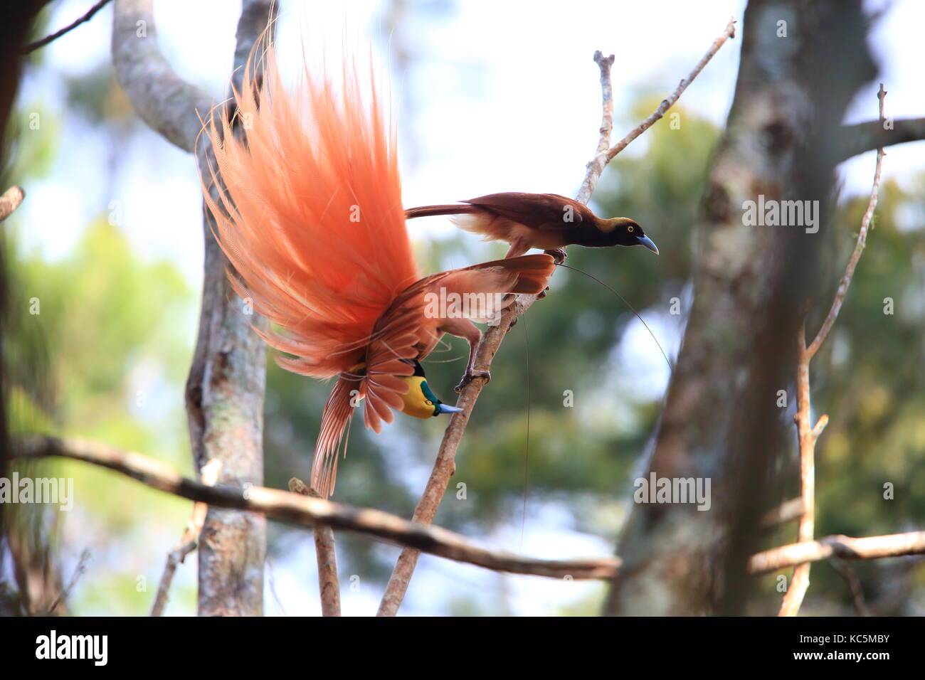 Raggiana Bird-of-paradise (Paradisaea raggiana) in Varirata National ...