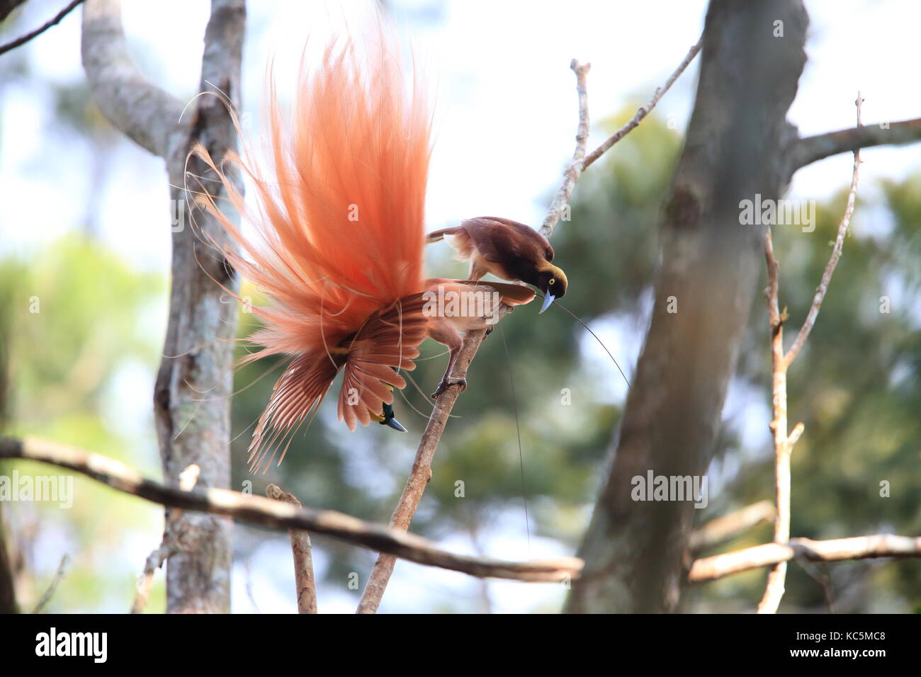 Raggiana Bird-of-paradise (Paradisaea raggiana) in Varirata National ...