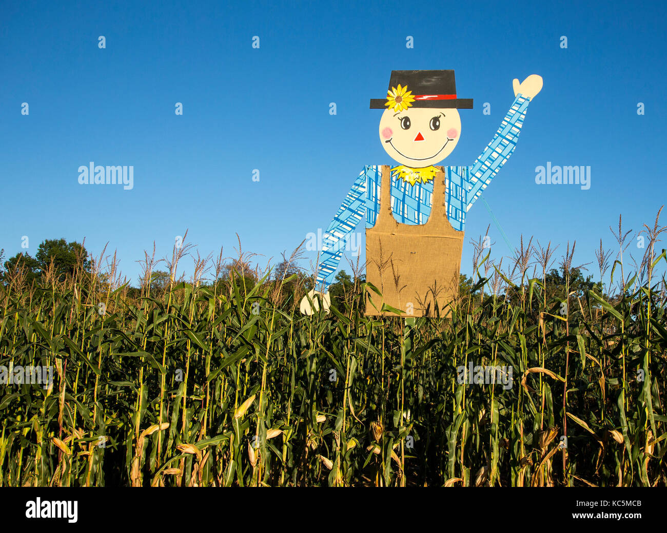 Scarecrow corn farm hi-res stock photography and images - Alamy