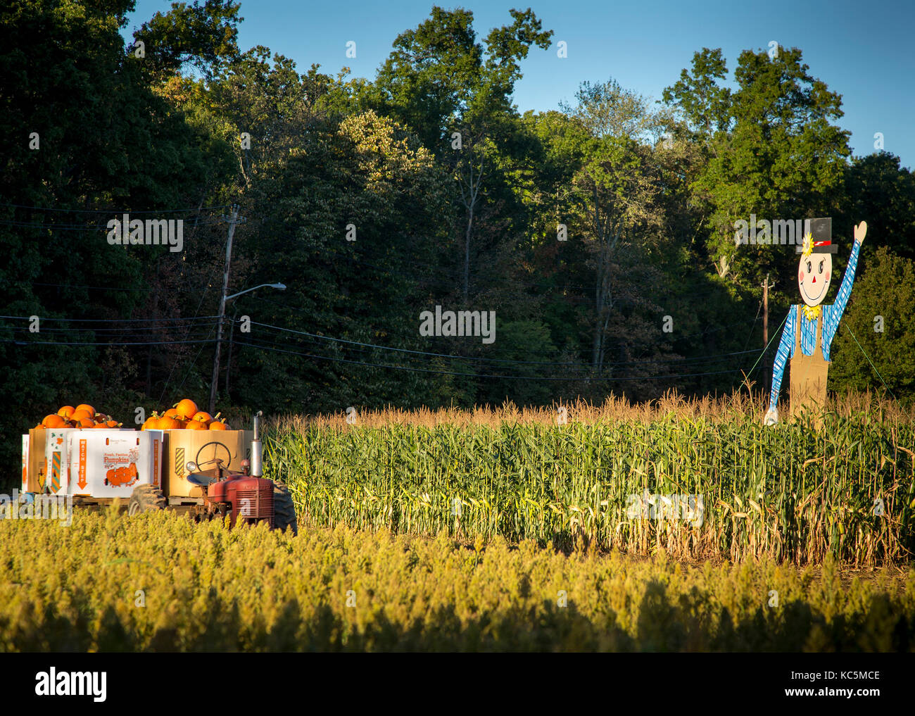A tractor pulling pumpkins at a farm in New Jersey Stock Photo - Alamy