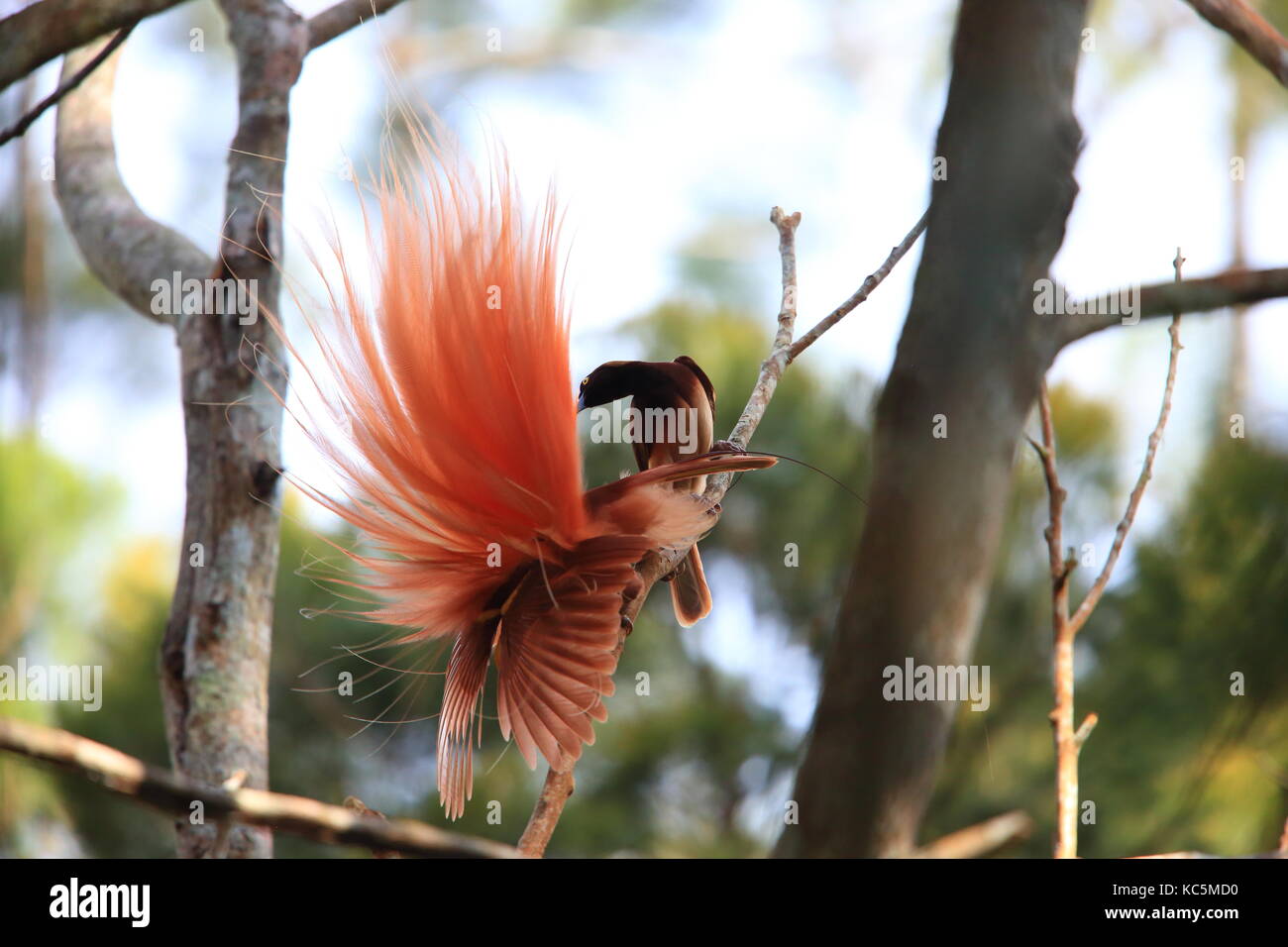 Raggiana Bird-of-paradise (Paradisaea raggiana) in Varirata National ...