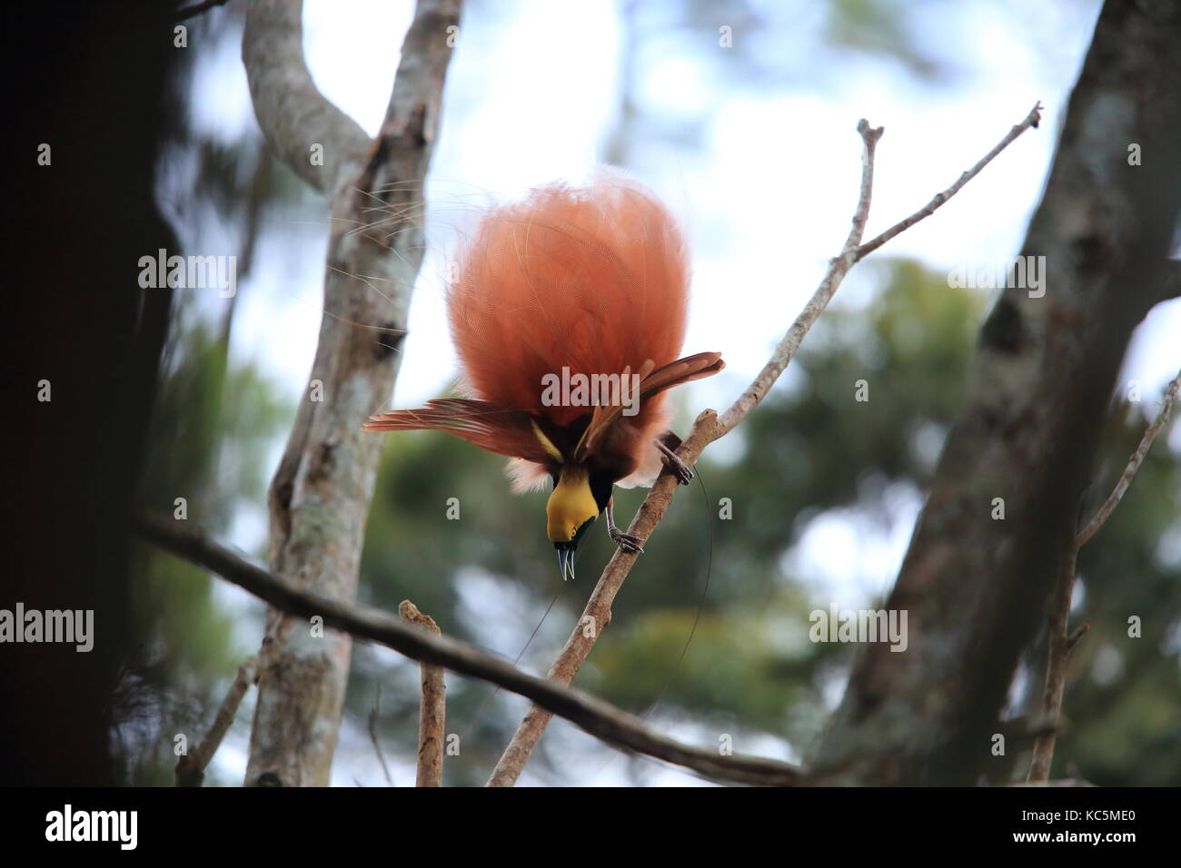 Raggiana Bird-of-paradise (Paradisaea raggiana) in Varirata National ...