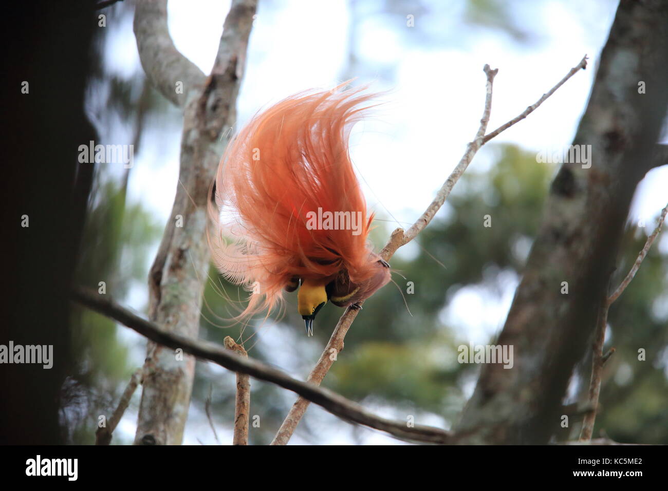 Raggiana Bird-of-paradise (Paradisaea raggiana) in Varirata National ...