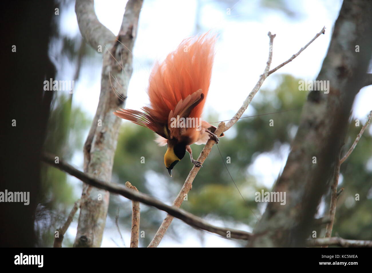 Raggiana Bird-of-paradise (Paradisaea raggiana) in Varirata National ...