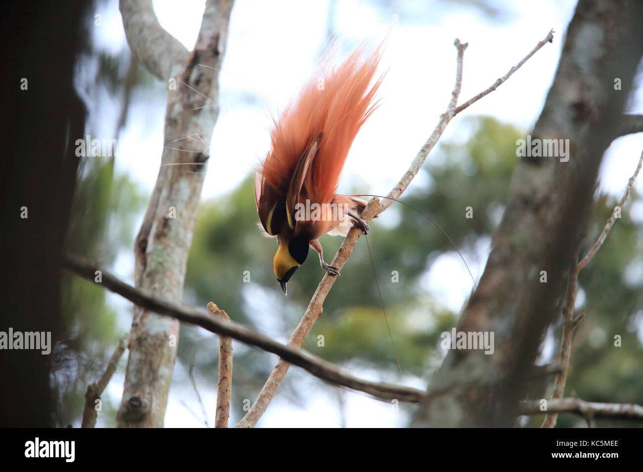 Raggiana Bird-of-paradise (Paradisaea raggiana) in Varirata National ...