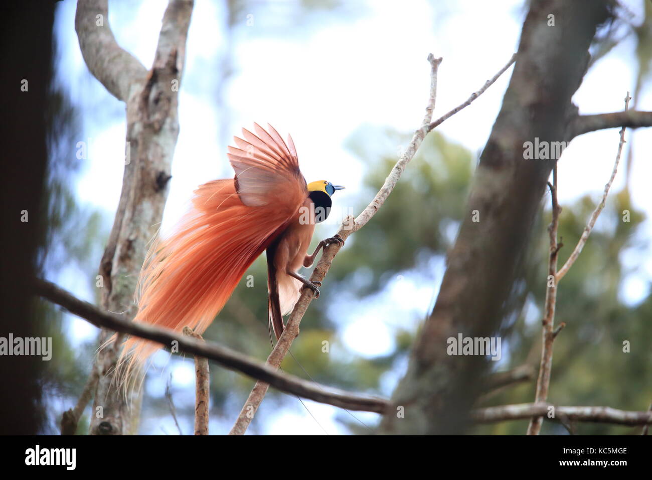 Raggiana Bird-of-paradise (Paradisaea raggiana) in Varirata National ...