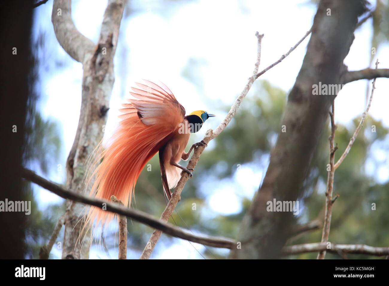 Raggiana Bird-of-paradise (Paradisaea raggiana) in Varirata National ...