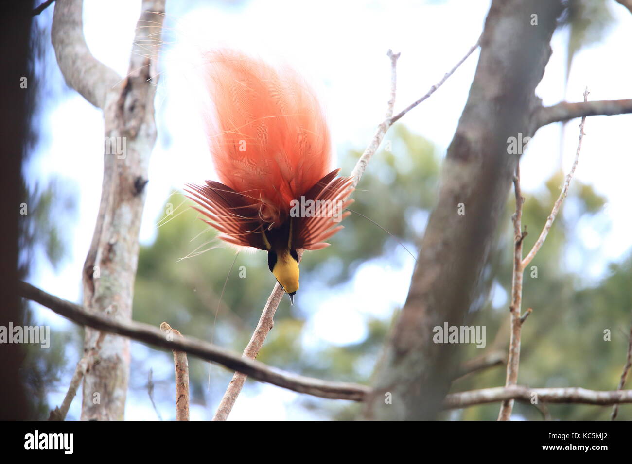 Raggiana Bird-of-paradise (Paradisaea raggiana) in Varirata National ...