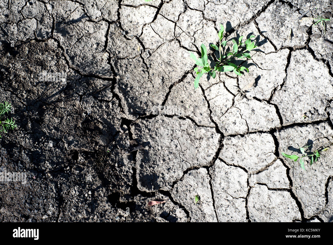 Cracked and broken dry mud dried from hot sun with textures of a ...