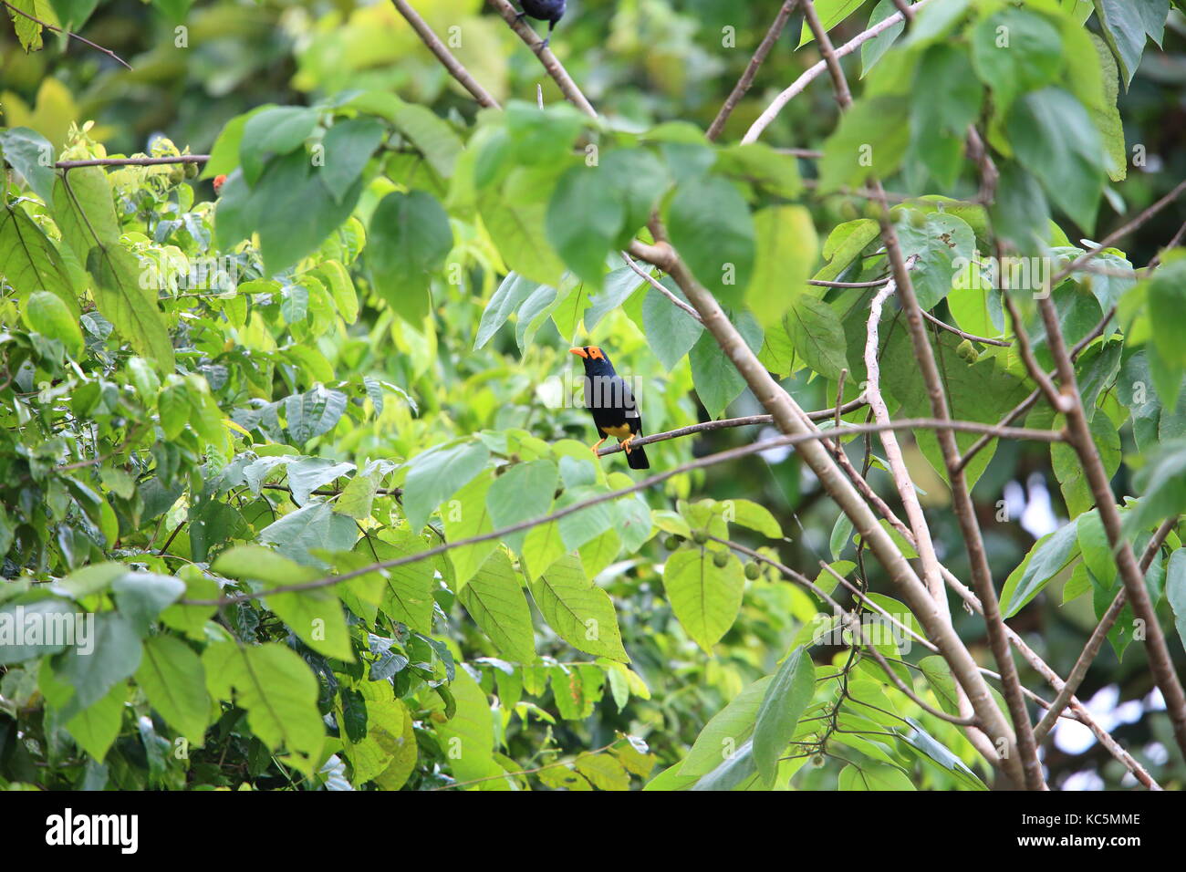 Mino Forest High Resolution Stock Photography and Images - Alamy