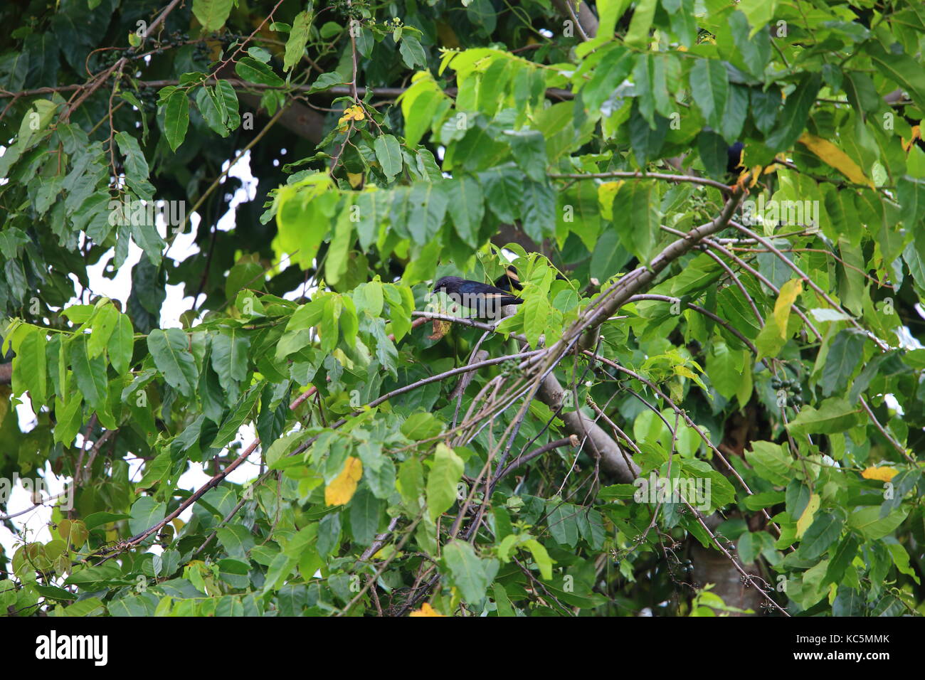 Brown-winged starling (Aplonis grandis) in Solomon Island Stock Photo ...