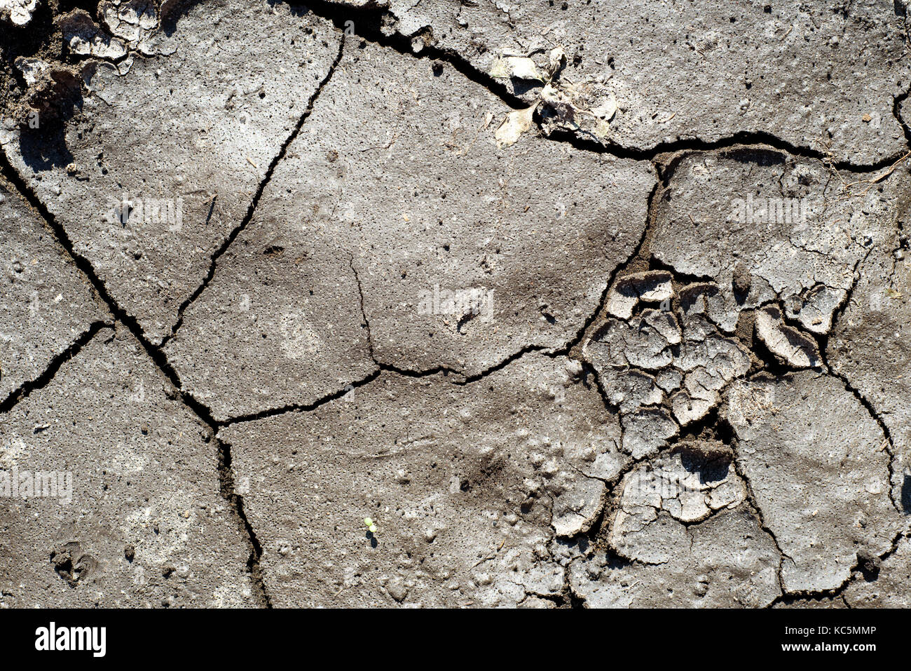 Cracked and broken dry mud dried from hot sun with textures of a ...