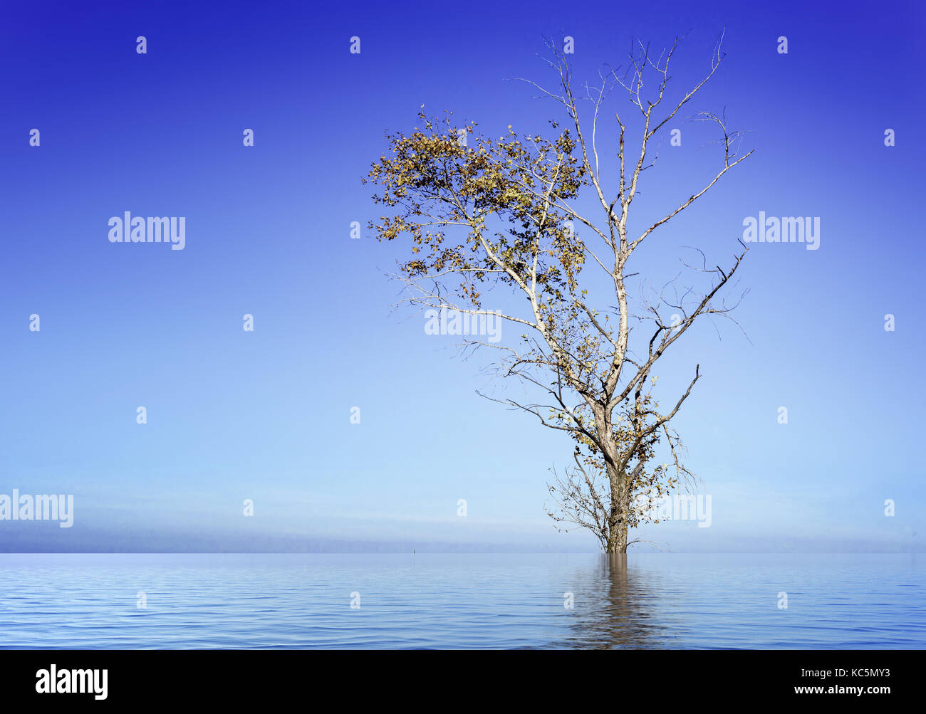 Single dead tree submerged by flood water with a reflection in the ...