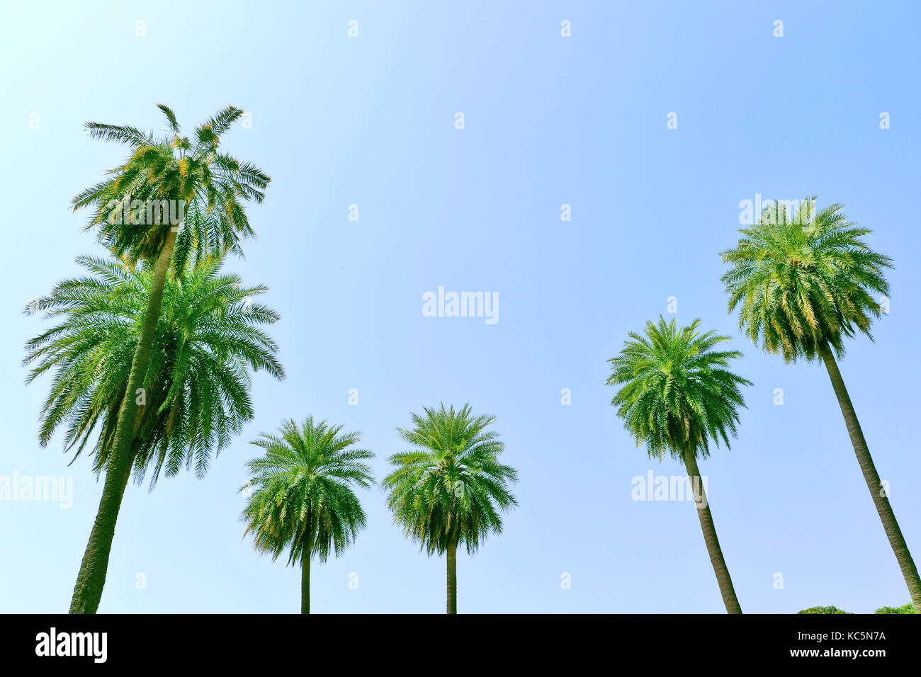 Group of palm trees raised high in the clear sky Stock Photo - Alamy